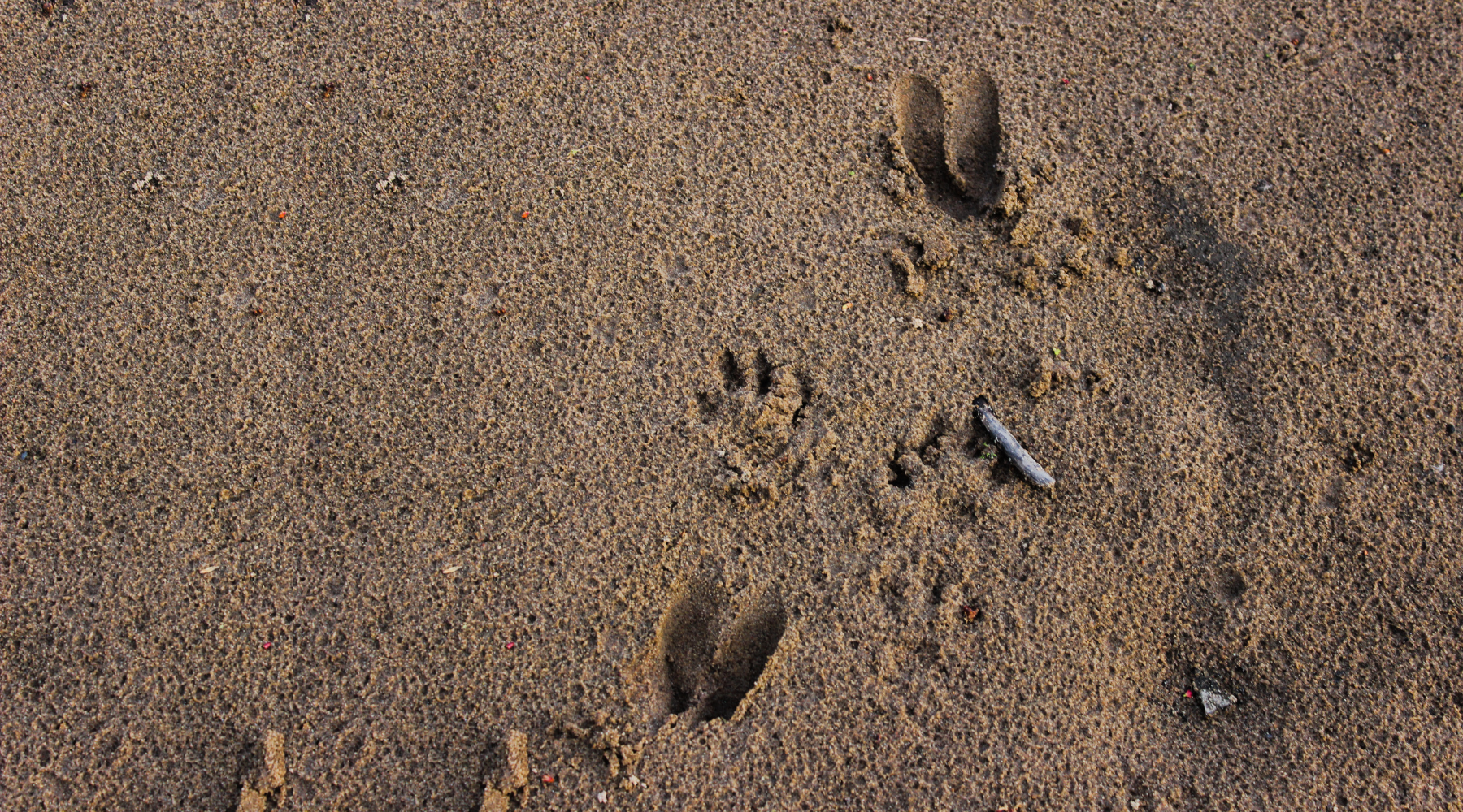 Wildlife Whodunit: Become a Detective of Animal Tracks – Wild | Life ...